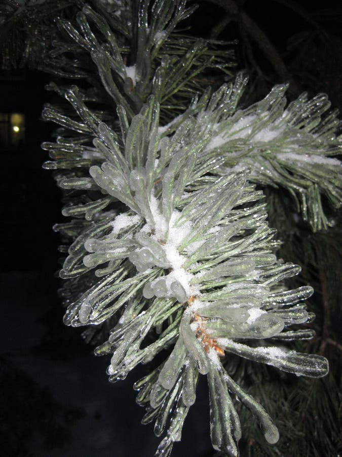 Crystal pine stock image. Image of branch, pine, icing - 139694675