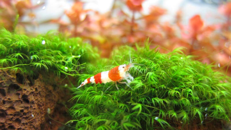 Crystal Red Shrimp stock photo. Image of crystal, fish - 25668068
