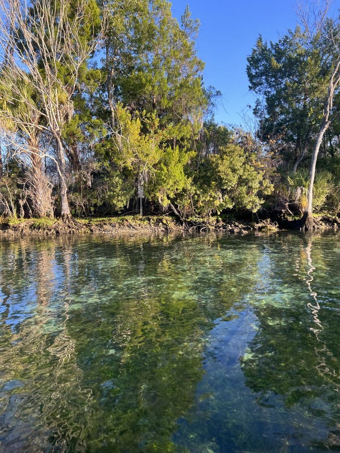 Crystal River Florida stock image. Image of three, river - 240021431