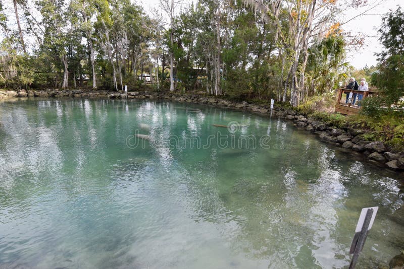 Crystal River, Three Sisters Springs December 26 2022 Stock Photo ...