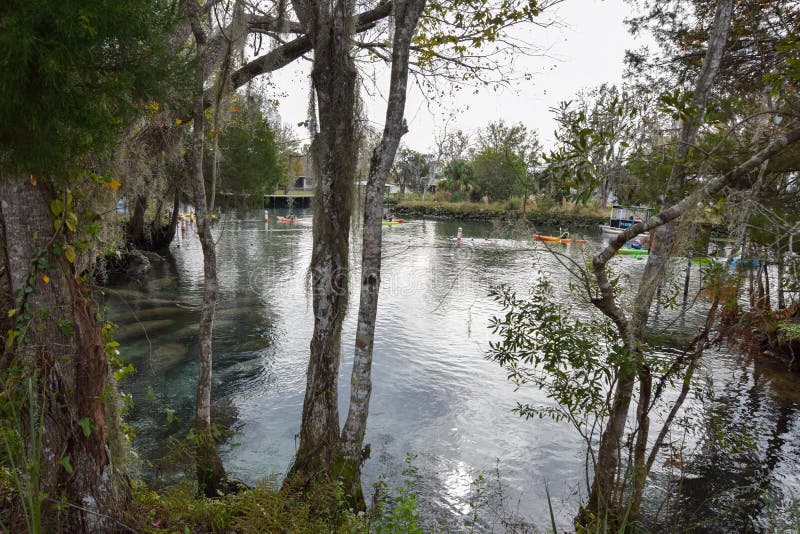 Crystal River, Three Sisters Springs December 26 2022 Editorial Photo ...