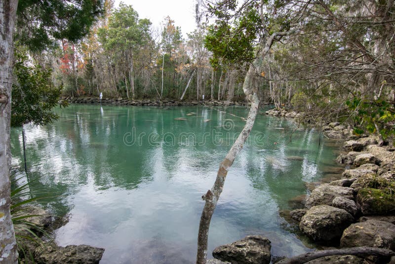 Crystal River, Three Sisters Springs December 26 2022 Stock Photo ...
