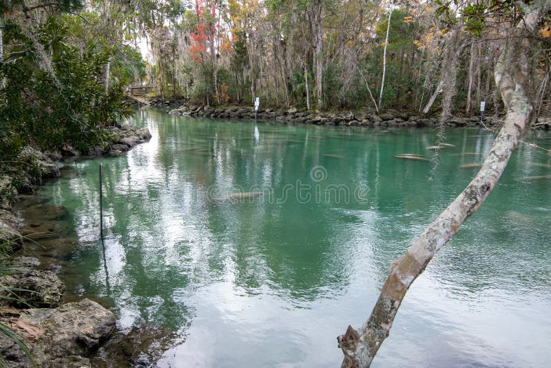 Crystal River, Three Sisters Springs December 26 2022 Stock Image ...
