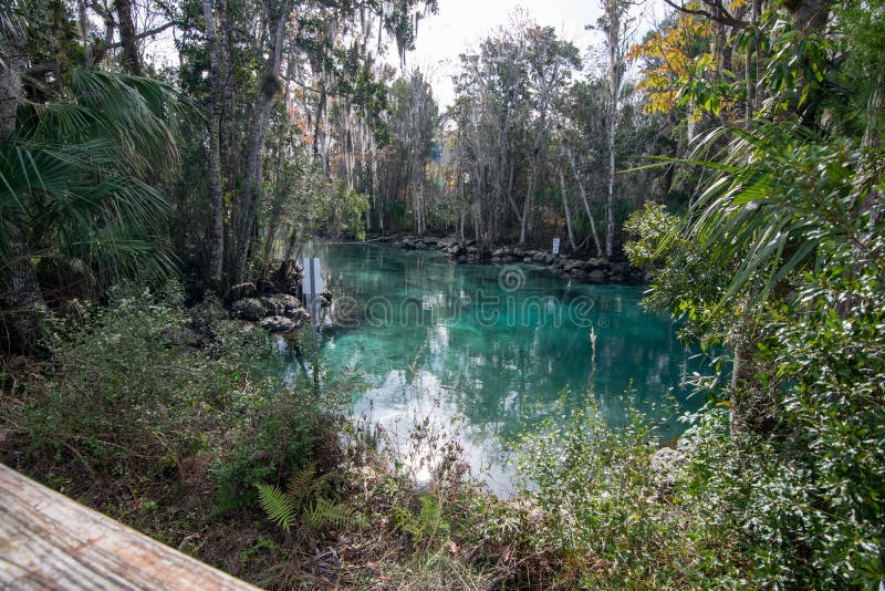 Crystal River, Three Sisters Springs December 26 2022 Stock Image ...