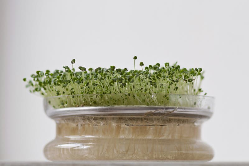 Seed germination container stock image. Image of leaf - 117135855