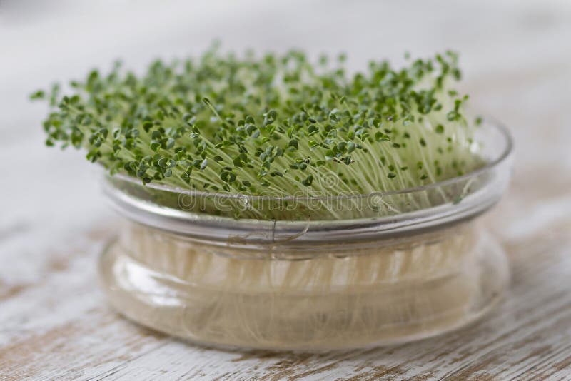 Seed germination container stock photo. Image of food - 117136034
