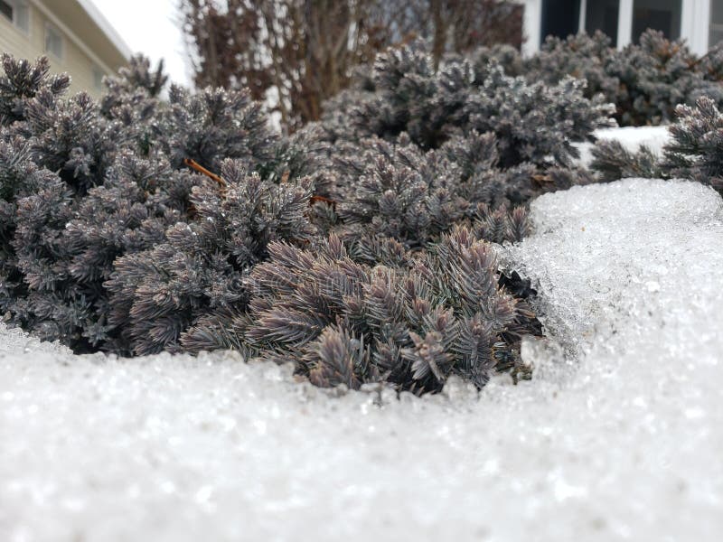 Crystal snow stock photo. Image of snow, crystal, cold - 144970534