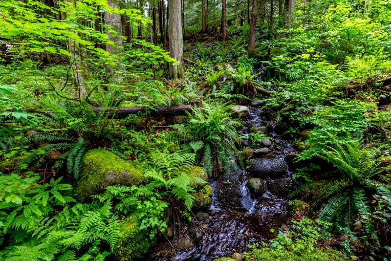 Deep Forest Stream with Crystal Clear Water with Pathway. Plitvice ...
