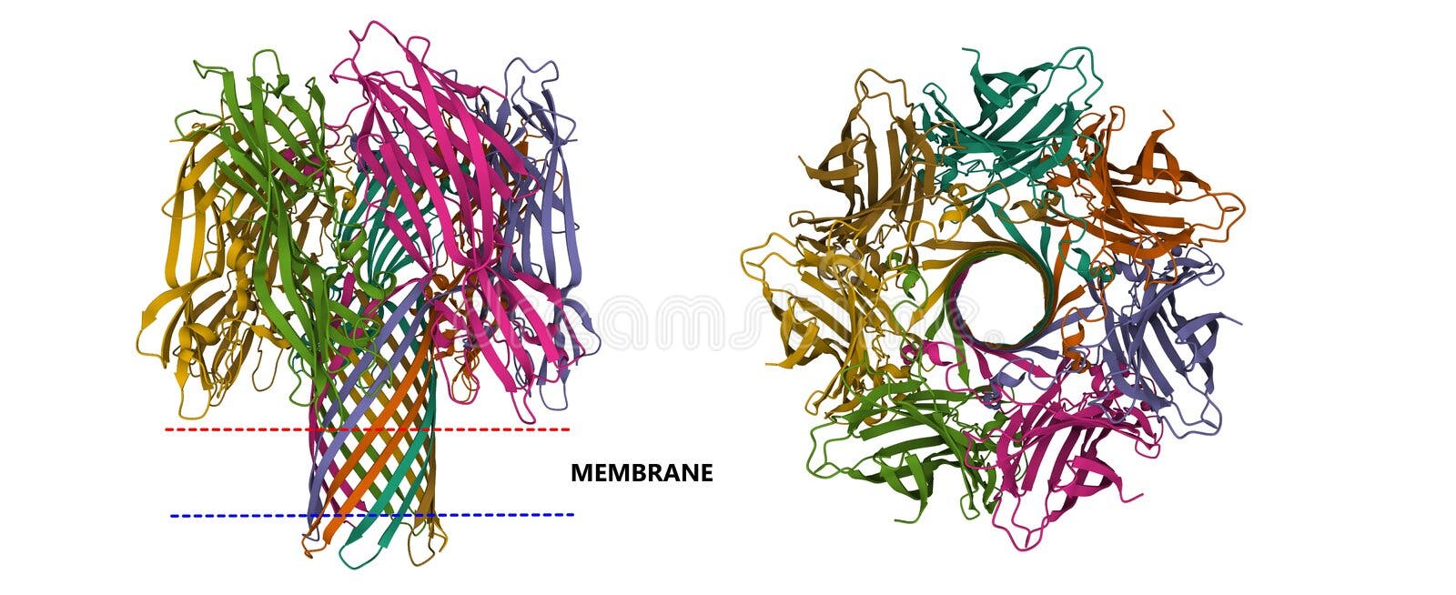 Alpha-toxin, the Major Cytotoxic Agent Released by Bacterium Sta Stock ...