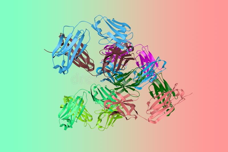 Structure of a Monoclonal Antibody Stock Illustration - Illustration of ...