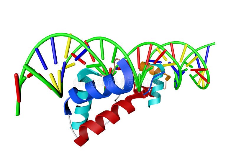 Structure of DNA-binding Domain of Human SETMAR in Complex with Hsmar1 ...