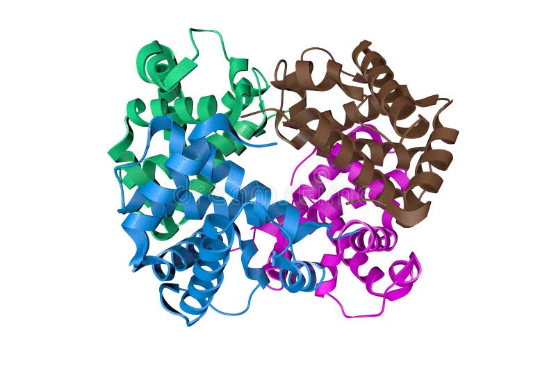 Crystal Structure of Human Deoxyhaemoglobin (deoxyhemoglobin ...