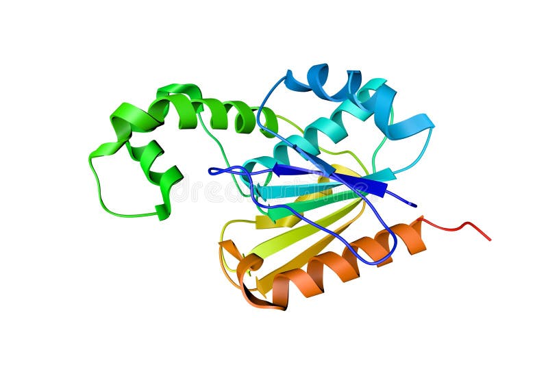 Crystal Structure of Human Thioesterase 2. Ribbons Diagram on White ...