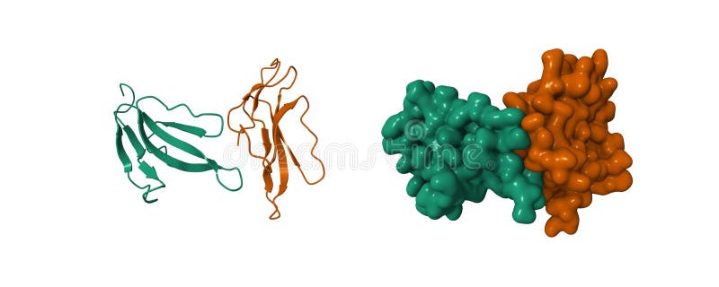 Crystal Structure of Irditoxin Stock Illustration - Illustration of ...