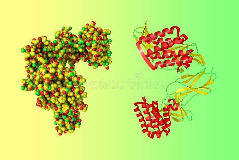 Crystal Structure and Molecular Model of Binary Complex between ...
