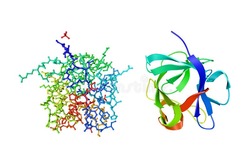 Crystal Structure and Molecular Model of Fibroblast Growth Factor 4 ...