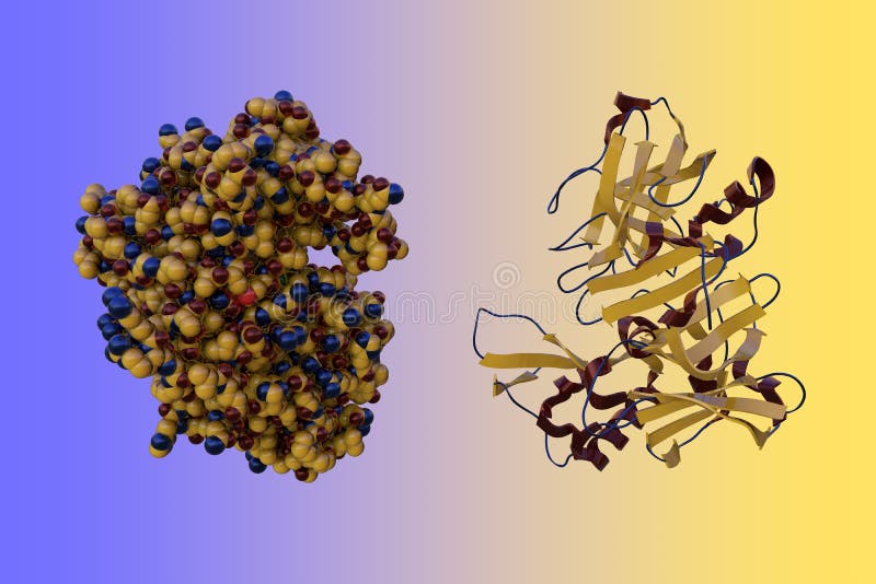 Human Beta-defensin-2. Ribons Diagram with Differently Colored Protein ...