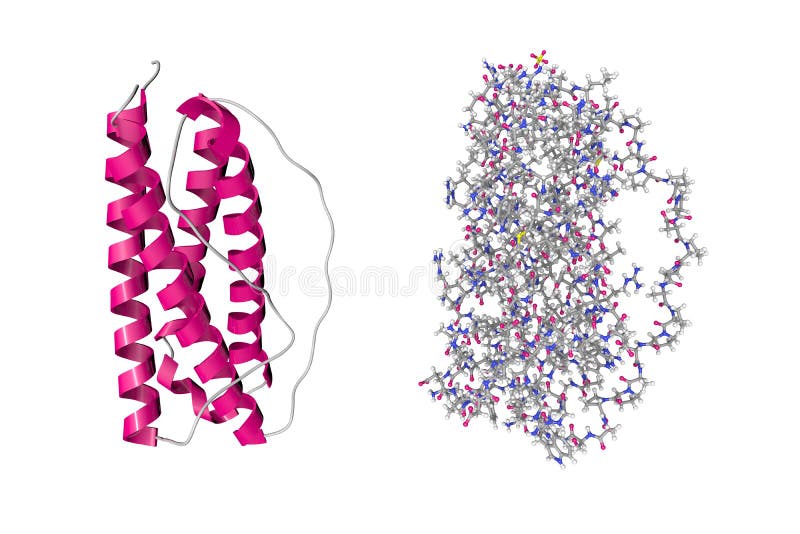 Crystal Structure and Molecular Model of Human Interleukin-11 Isolated ...