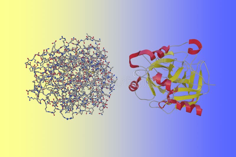 Crystal Structure and Molecular Model of Human Thrombin-inhibitor ...