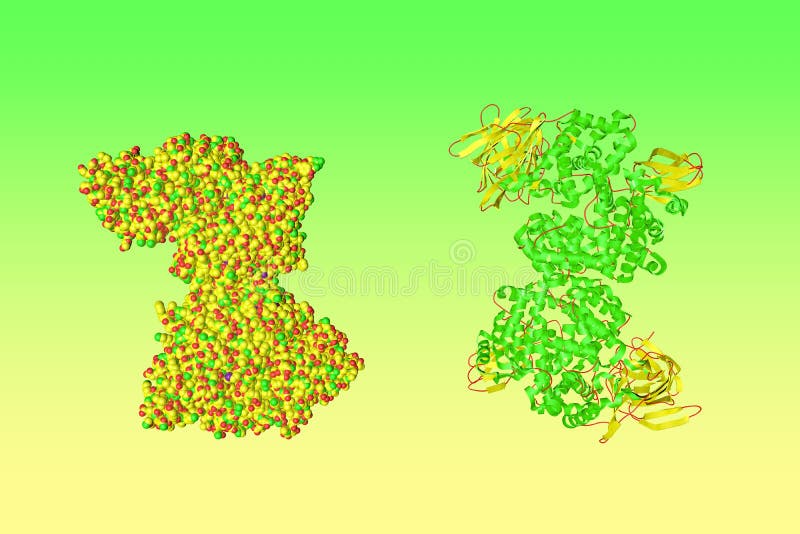 Human Insulin, Structure of the Molecule Stock Illustration ...