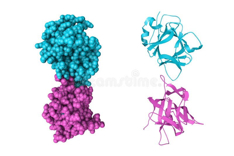 Crystal Structure and Space-filling Molecular Model of Human ...