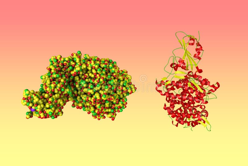 Crystal Structure and Space-filling Molecular Model of SARS-CoV-2 Spike ...