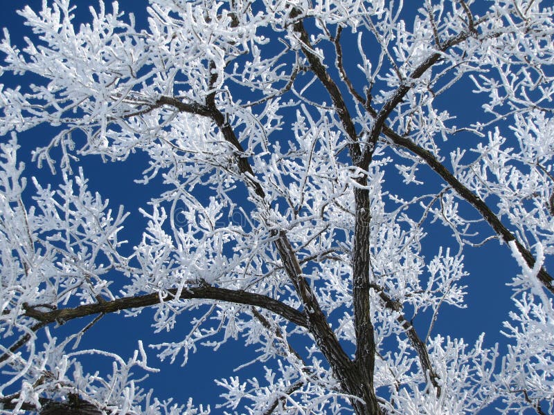 Crystal Tree stock photo. Image of snow, trees, crystals - 12624558