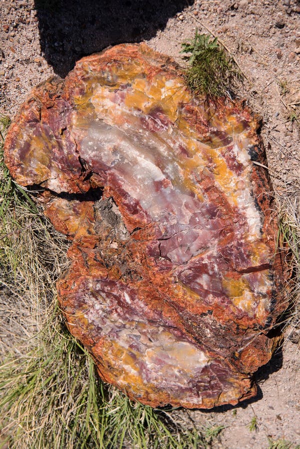 Crystallized Tree stock image. Image of holbrook, arizona - 92331083