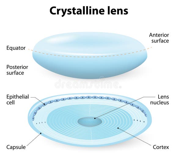 Crystalline lens anatomy stock vector. Illustration of astigmatism ...