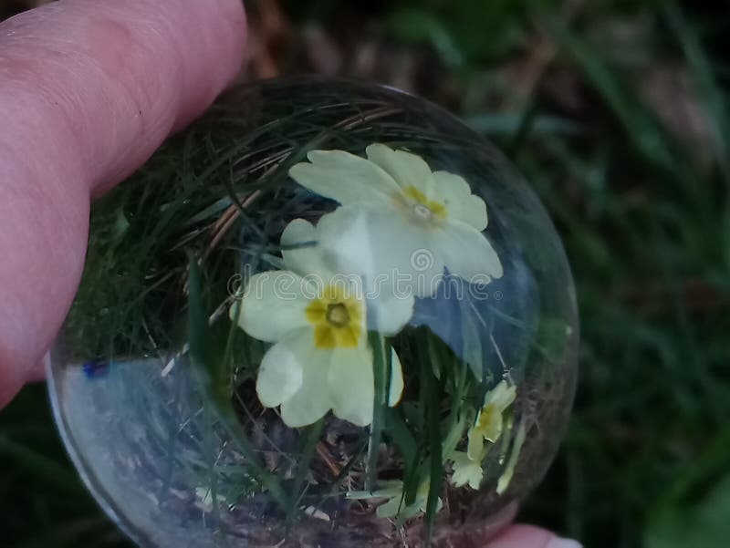 Crystallised primroses stock image. Image of crystal - 119574351