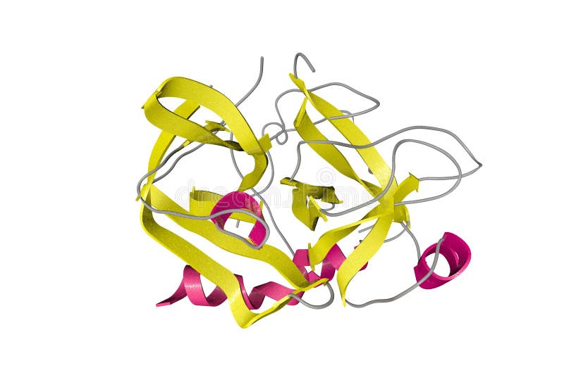 Human Gamma-thrombin. Ribbons Diagram in Secondary Structure Coloring ...