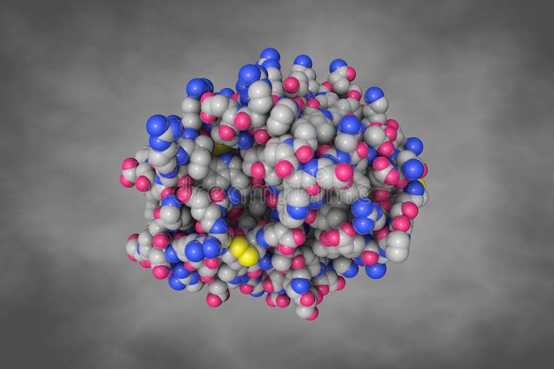 Human Gamma-thrombin. Molecular Model. Rendering with Differently ...