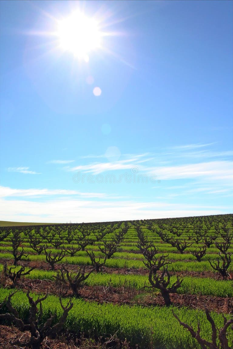 10,752 Old Valley Vineyard Stock Photos - Free & Royalty-Free Stock ...