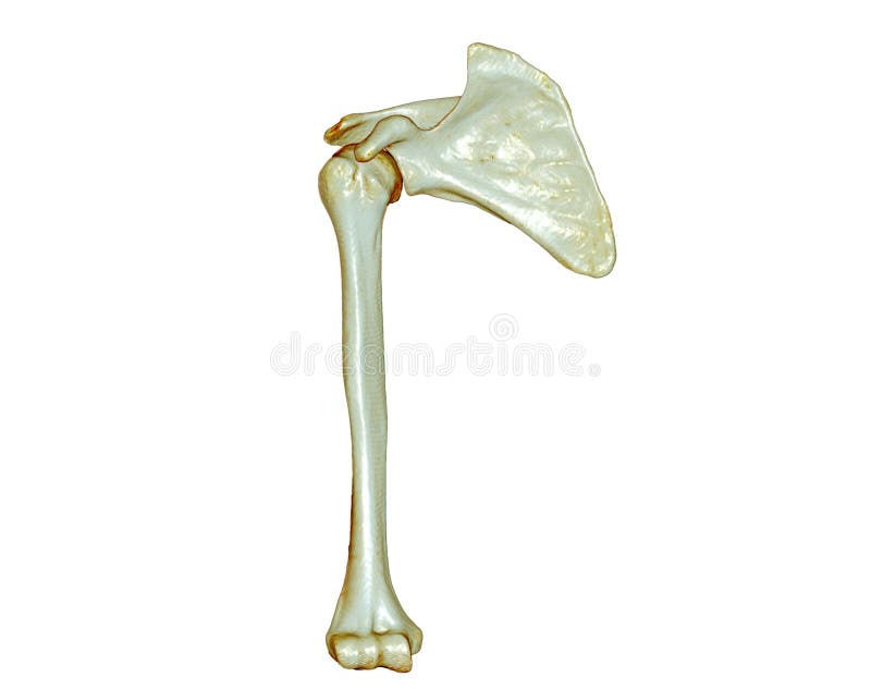 3d Illustration Upper Arm Stock Illustrations – 482 3d Illustration ...