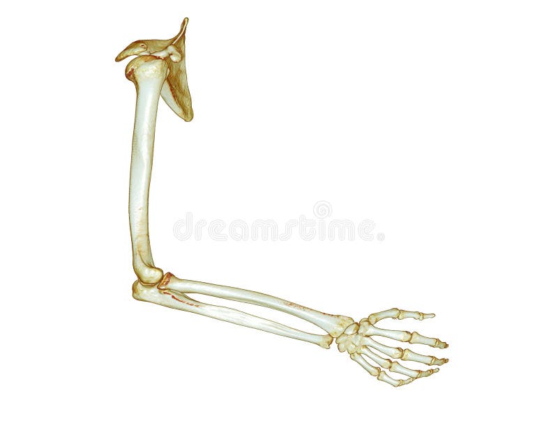 3d Illustration Upper Arm Stock Illustrations – 482 3d Illustration ...