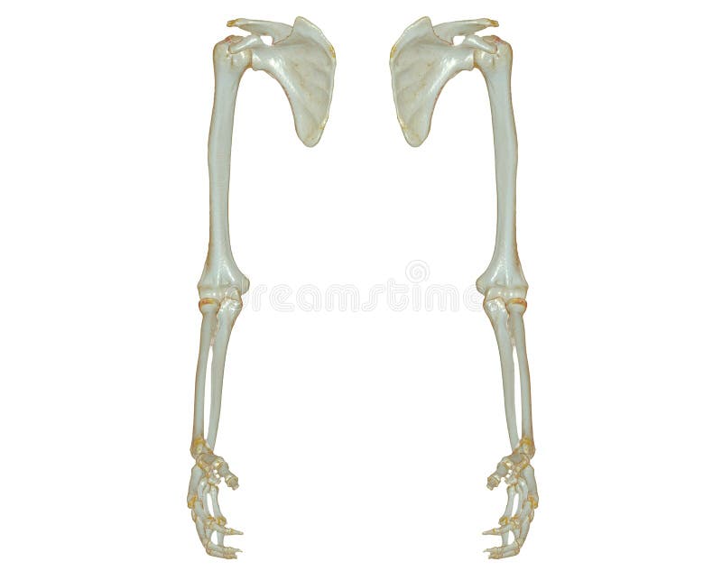 3d Illustration Upper Arm Stock Illustrations – 482 3d Illustration ...