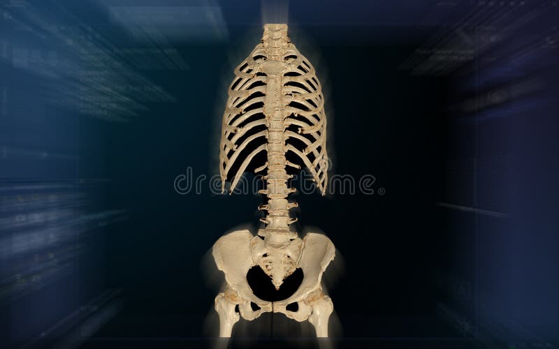 CT Scan of Pelvic Bone with Both Hip Joint 3D Rendering Image Laterla ... CT Scan of Pelvic Bone with Both Hip Joint 3D Rendering Image Laterla ...