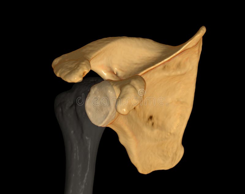 CT Shoulder 3D stock illustration. Illustration of human - 257208887
