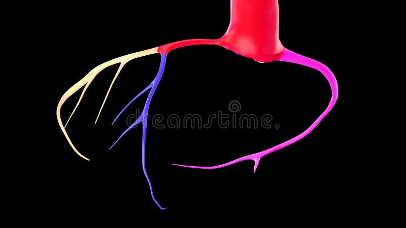 CTA Coronary Artery 3D Rendering 7.2020 Stock Illustration ...