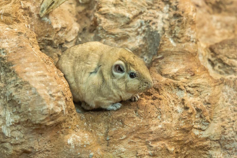 Ctenodactylus gundi stock image. Image of nature, rock - 131218929