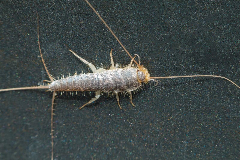 Ctenolepisma Insect Walks on Dark Surface. Top View Stock Photo - Image ...