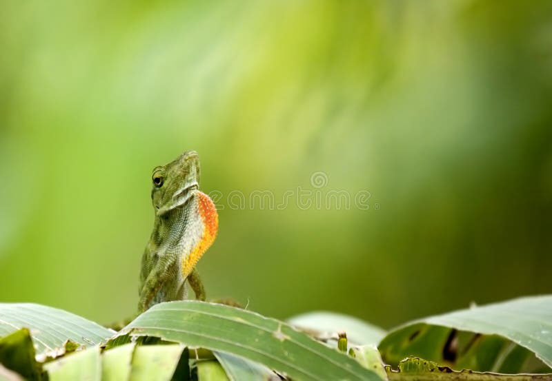 Ctenosaur lizard stock photo. Image of ctenosaura, reptile - 9814266