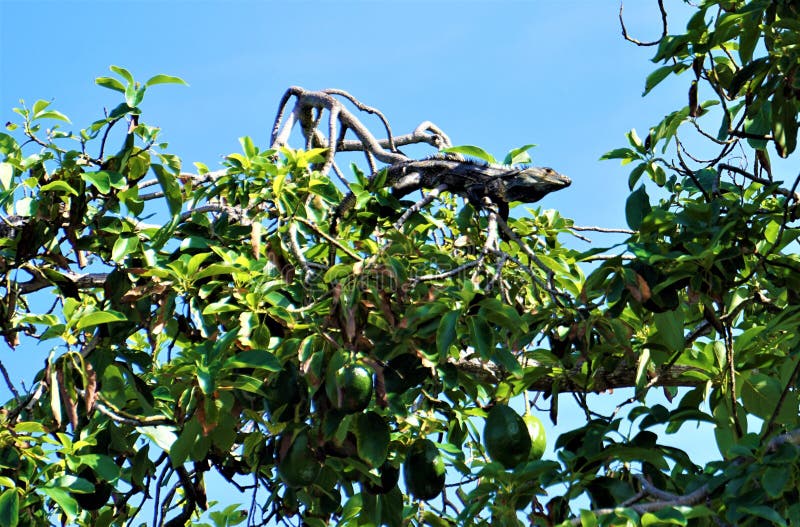 Ctenosaura Lizard in a Mango Tree in Jaco Stock Photo - Image of iguana ...