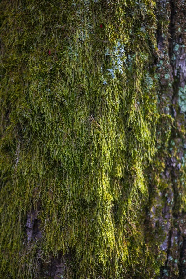 243 Strange Looking Moss Stock Photos - Free & Royalty-Free Stock ...