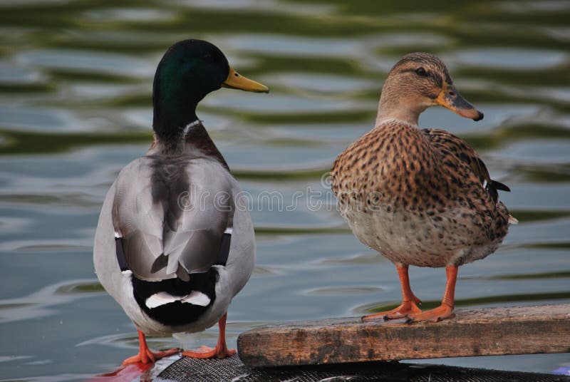Cuac Cuac: a Colorful Duck Couple Stock Image - Image of beautiful ...