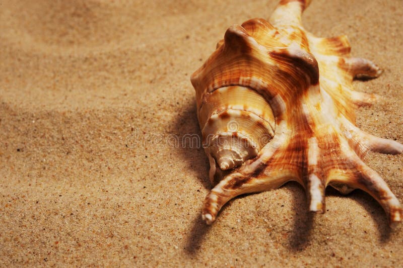 Cuadro De Un Seashell Que Pone En Una Arena Foto de archivo - Imagen de ...