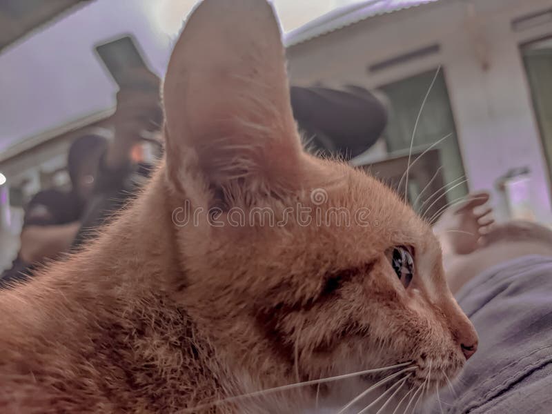 Cuando El Gato Miraba Fijamente Con Su Mirada Aguda Imagen de archivo ...