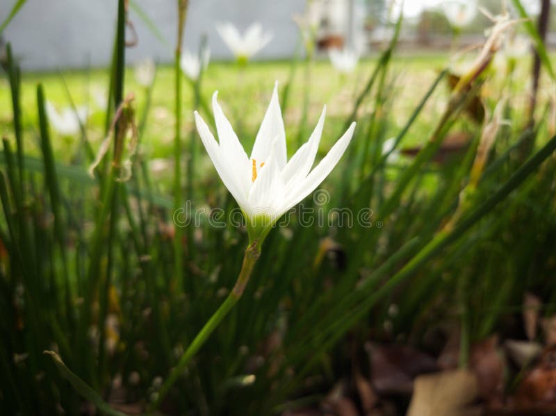 Cuando La Flor Blanca Se Eleve Imagen de archivo - Imagen de blanco ...