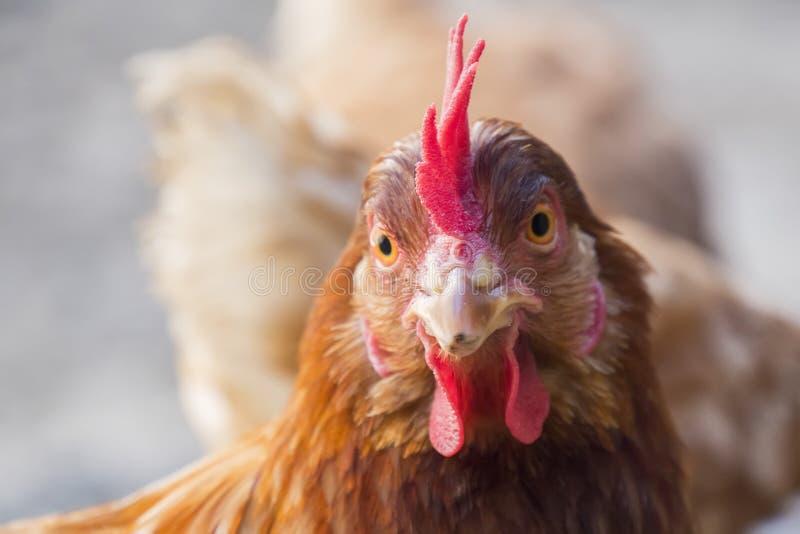 Cuando Mira Porque Tiene Curiosidad Imagen de archivo - Imagen de ...