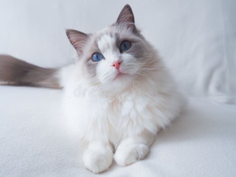 Cuata pose Ragdoll imagen de archivo. Imagen de lindo - 171611963